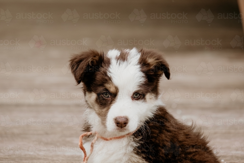 Image of Border collie pup portrait - Austockphoto