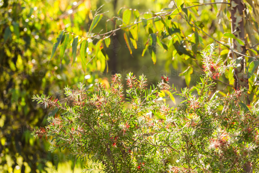 Image of Bottle brush bush with spider web among green gum leaves in ...