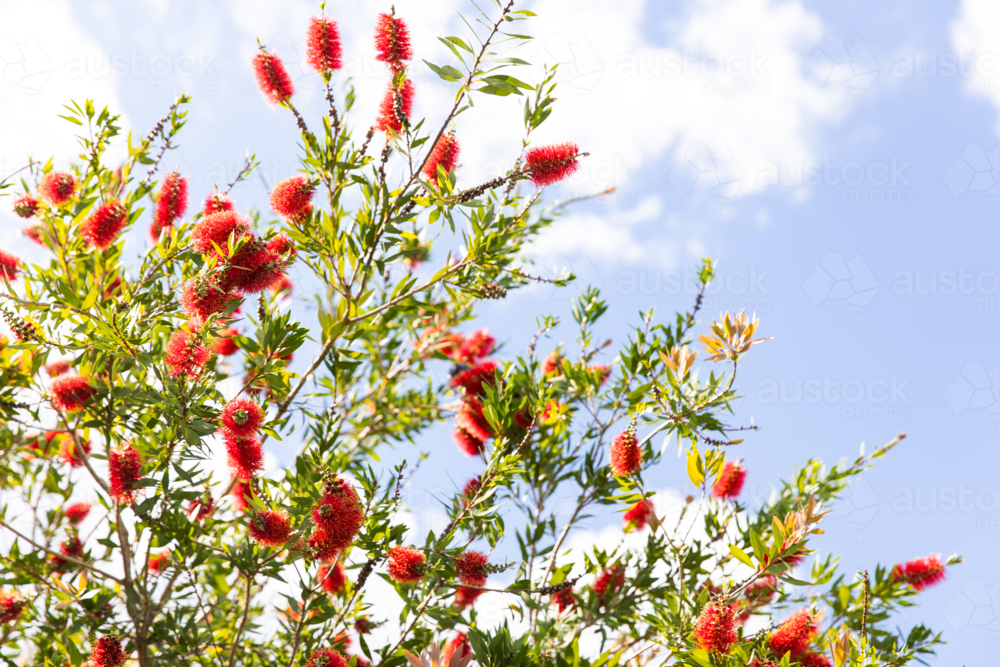 Image of bottle brush tree in bloom against a blue sky - Austockphoto