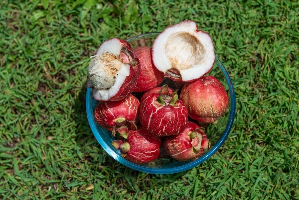 Image of Bowl of Red Bush Apples - Austockphoto