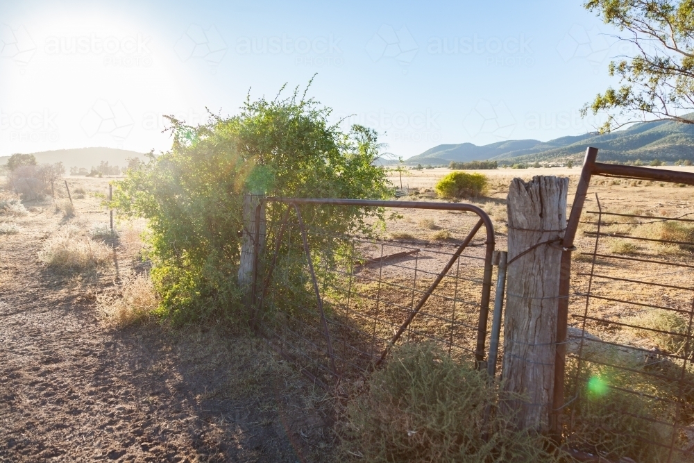 Image of Box thorn weed growing beside farm paddock gate - Austockphoto