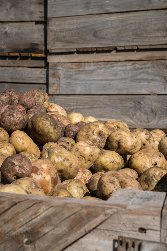 Image of Boxes of potatoes being transported from farm - Austockphoto