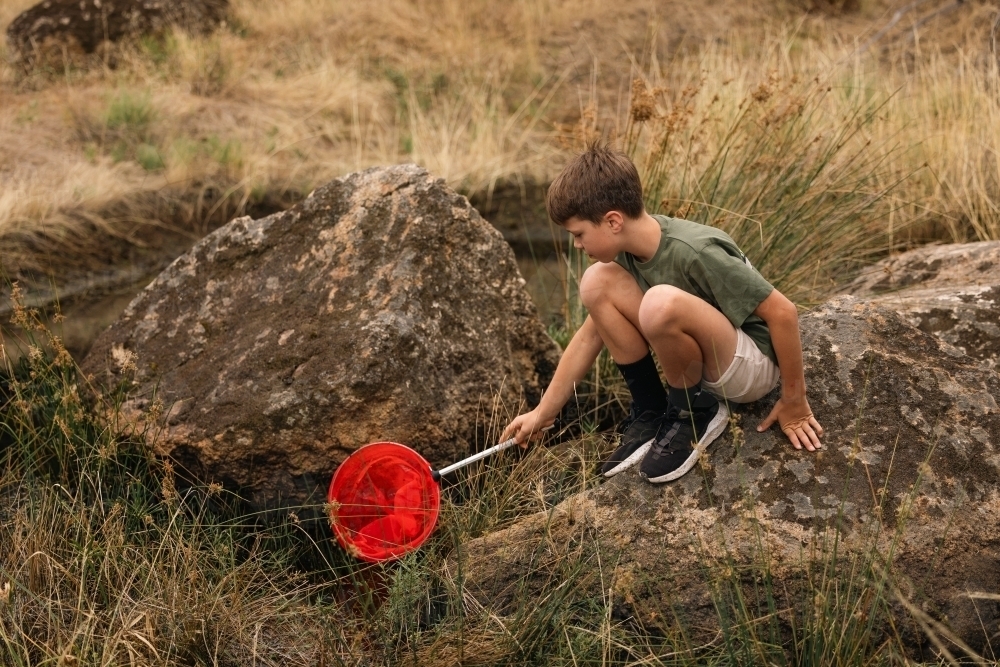 Image of Boy catching tadpoles with red net in nature - Austockphoto