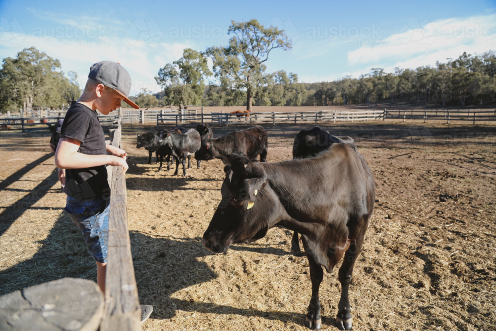Image of Boy climbing rustic farm fence watching cows in paddock ...
