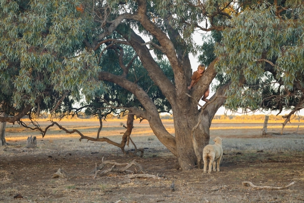 Image of Boy climbing tree on farm with pet sheep waiting below ...