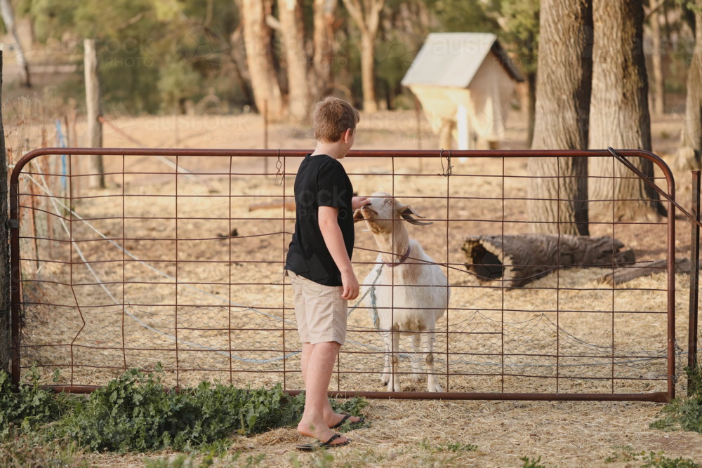 Image of Boy patting goat through farm gate - Austockphoto