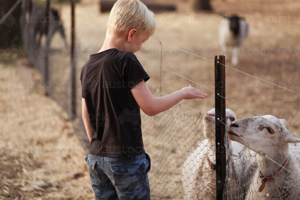 Image of Boy patting sheep through fence on farm - Austockphoto