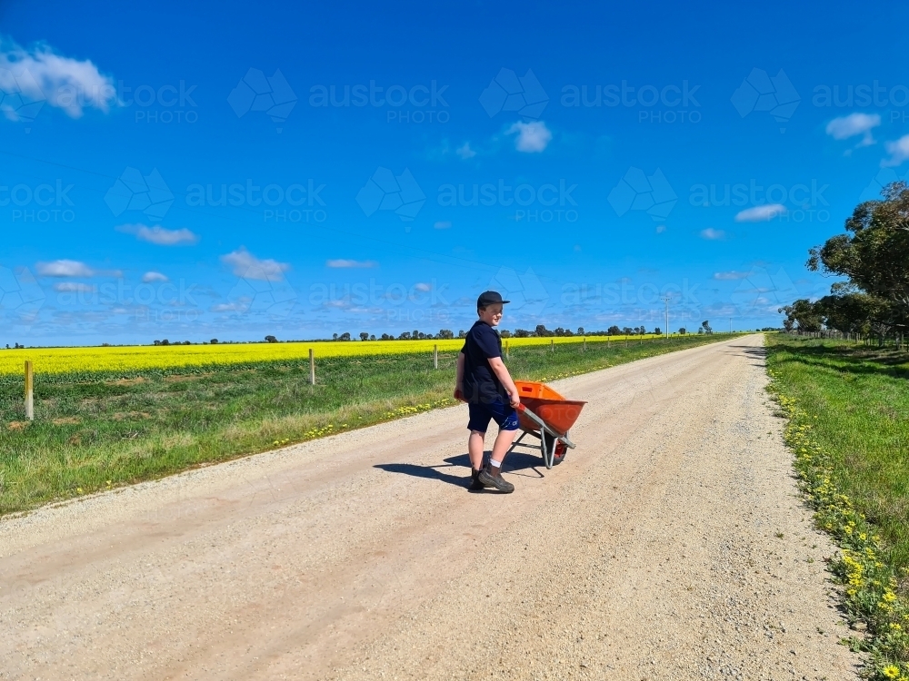 Image of Boy pushing wheelbarrow down country road beside canola ...