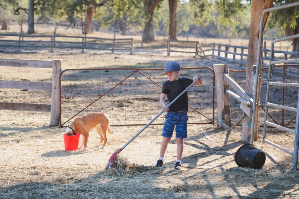 Image of Boy rakes hay with dog near split rail fence in rural farm ...