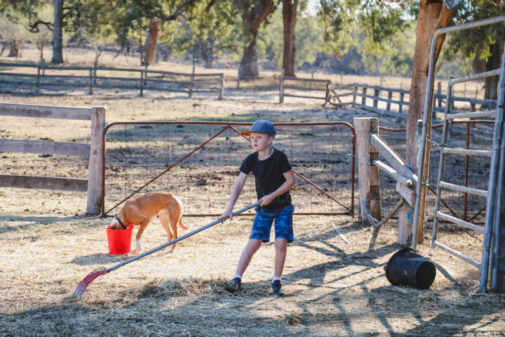 Image of Boy rakes hay with dog near split rail fence in rural farm ...