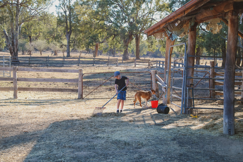 Image of Boy rakes hay with dog under shelter near split rail fence in ...