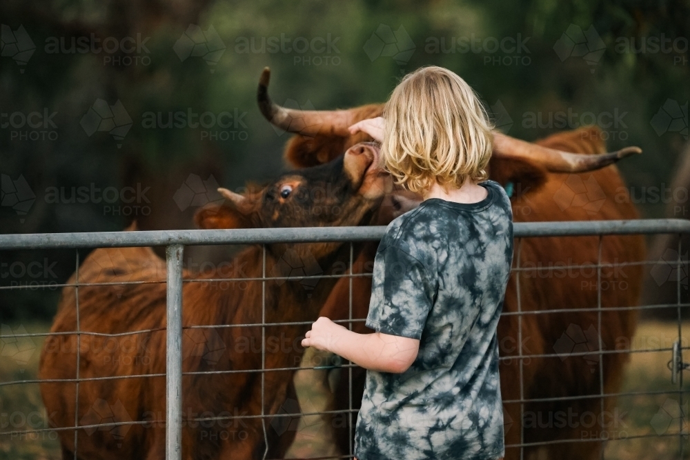 Image of Boy standing at farm gate patting highland cows - Austockphoto