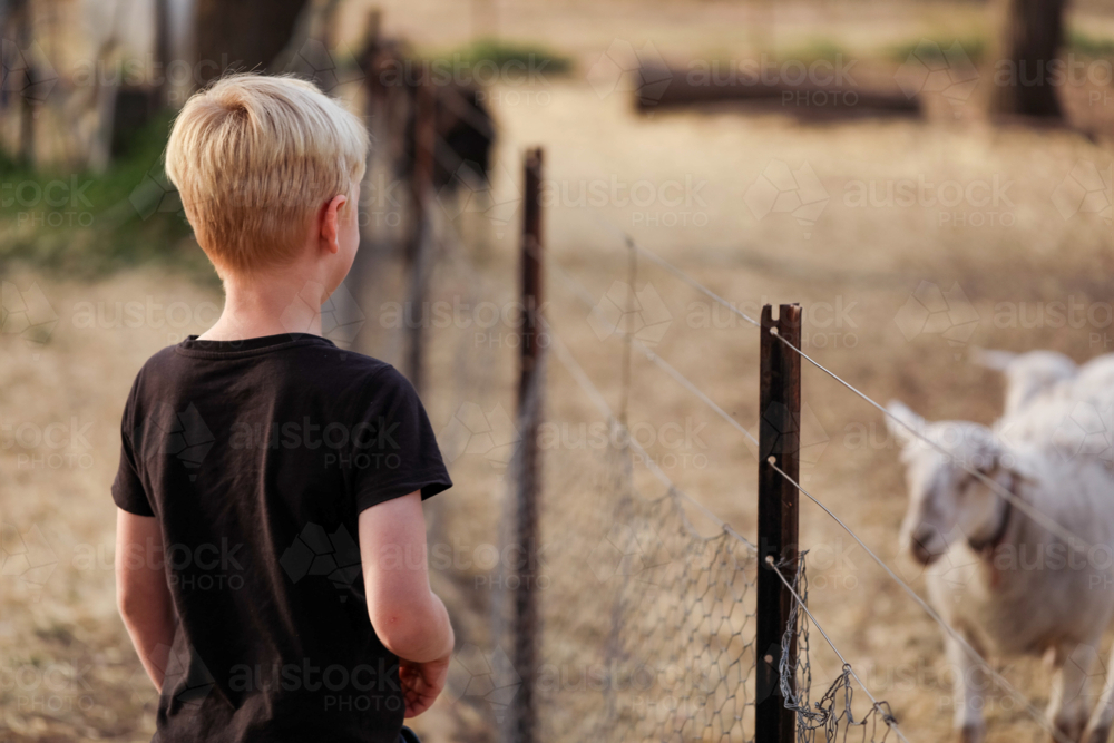 Image of Boy watching sheep through fence on farm - Austockphoto
