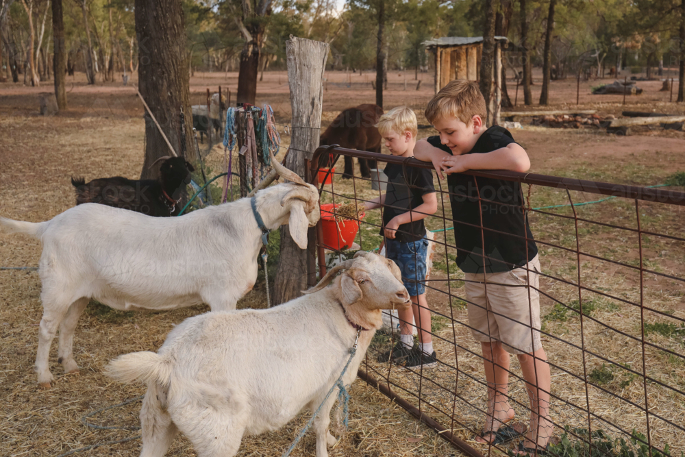 Image of Boys feeding pet goats through farm gate - Austockphoto