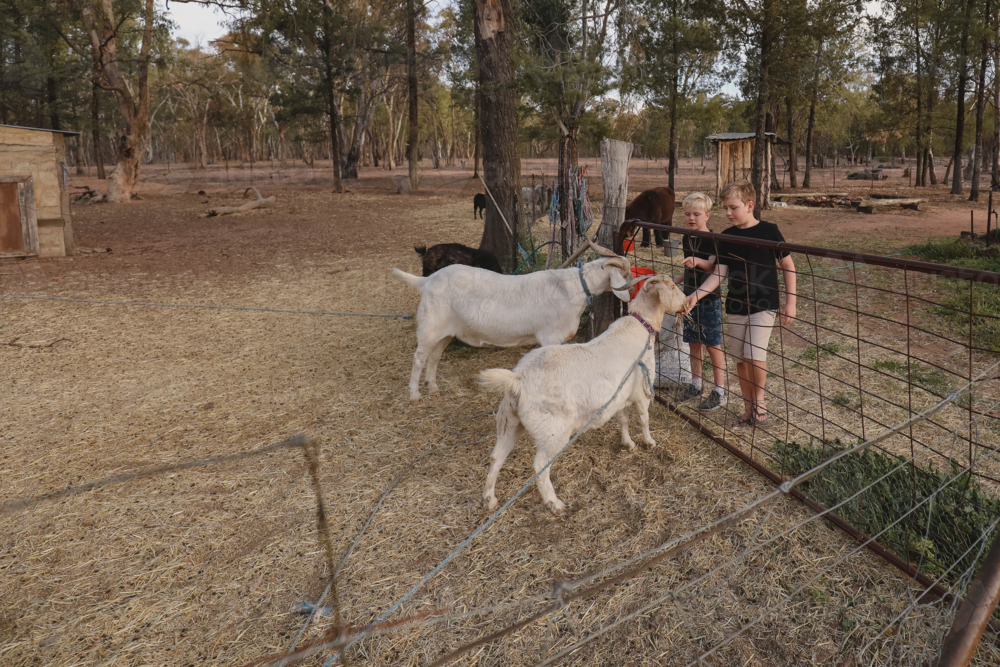 Image of Boys feeding pet goats through farm gate - Austockphoto