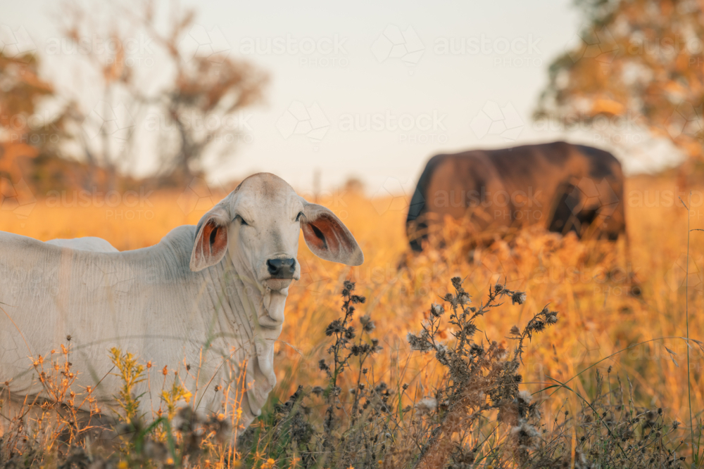 Image of Brahman calf in golden field with blank angus cow grazing in ...