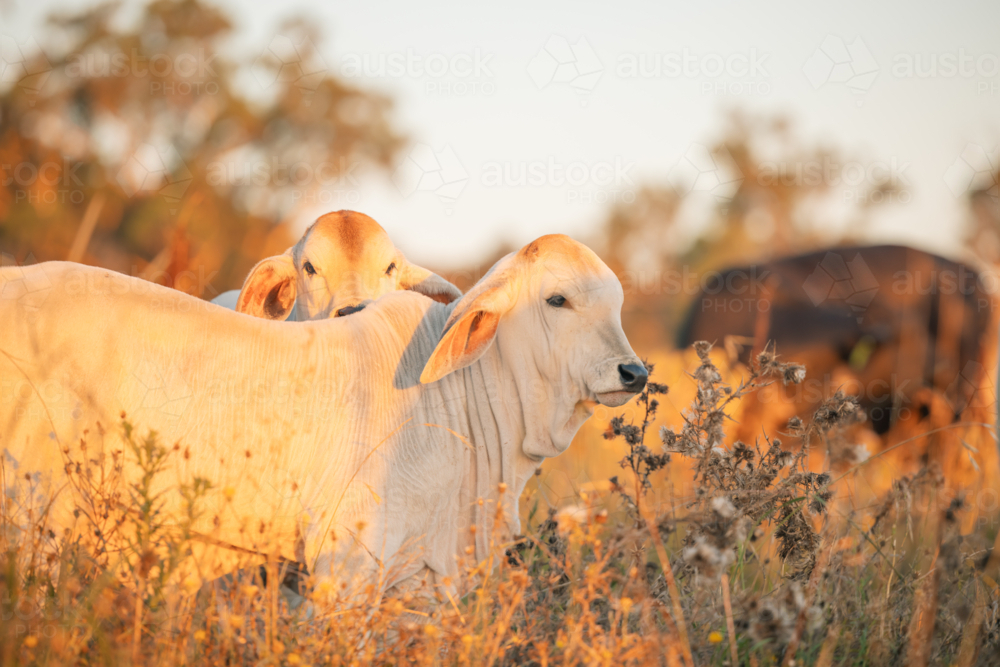 Image of Brahman calves standing together in field in warm sunlight ...