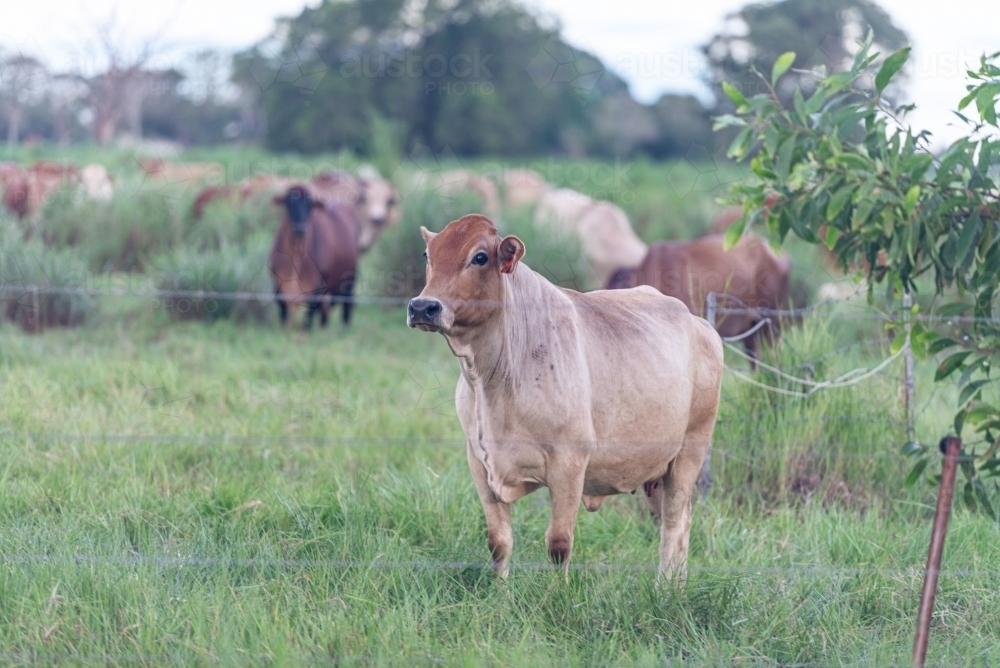 Image of Brahman cow - Austockphoto