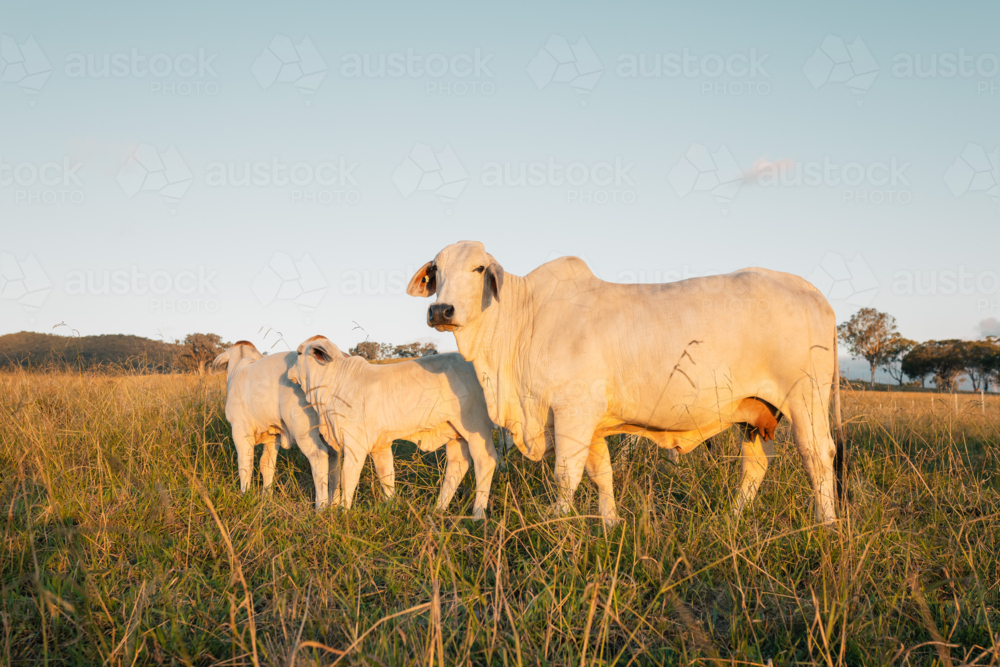 Image of Brahman cows with calves in paddock in rural New South Wales ...