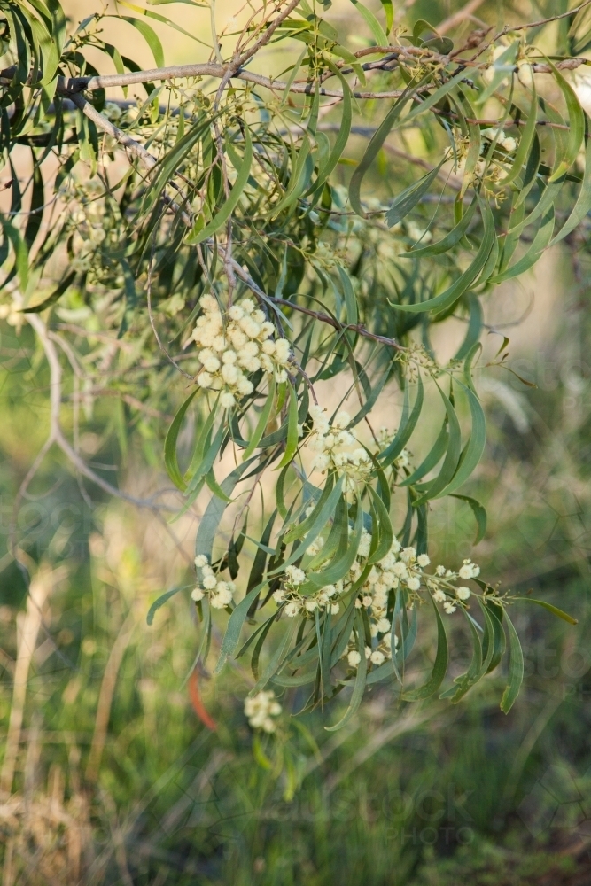 Image of Branch and leaves of a native wattle tree in early summer ...