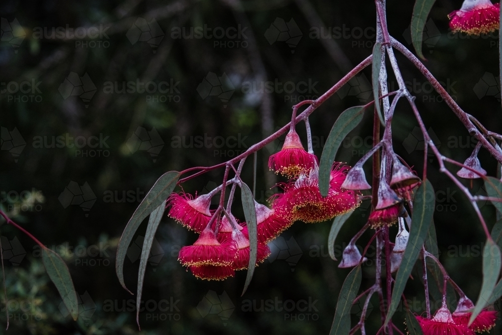 Image of Branch of flowering gum. - Austockphoto