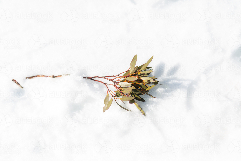 Image of Branch of gum leaves in the snow at Perisher, Snowy Mountains ...