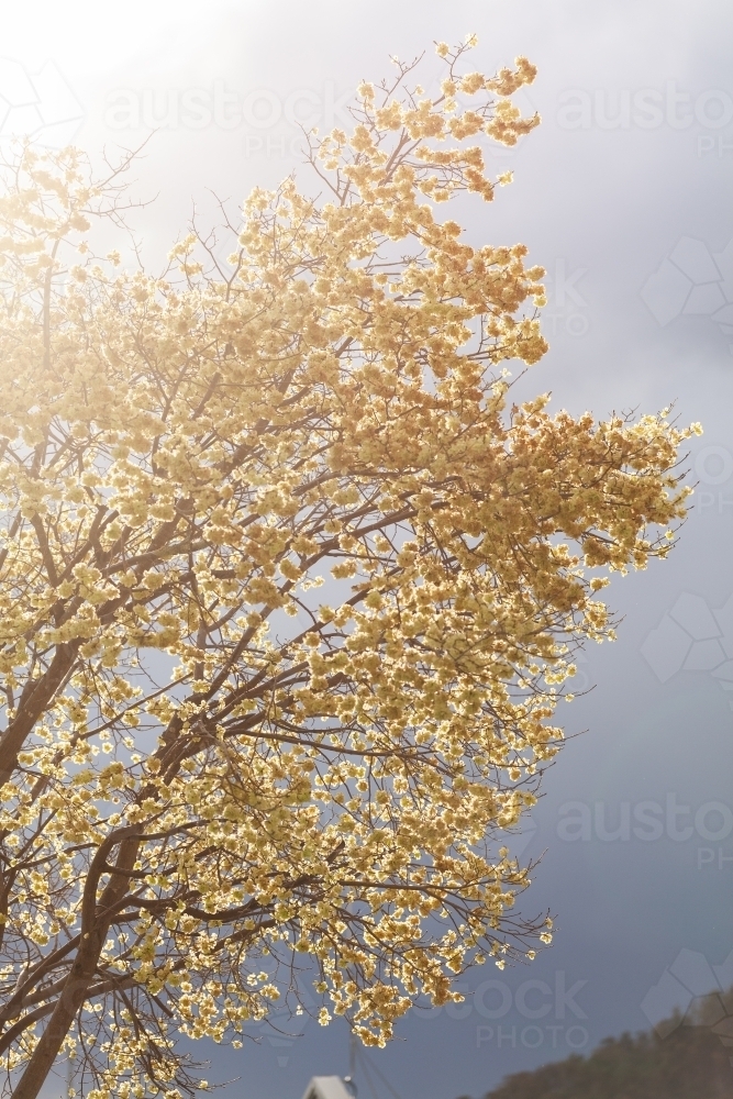 Image of Branches of elm tree in spring with sunlight behind and ...