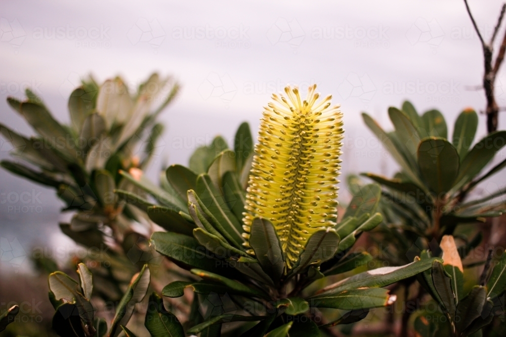 Image of Banksia Spinulosa flower spike - Austockphoto