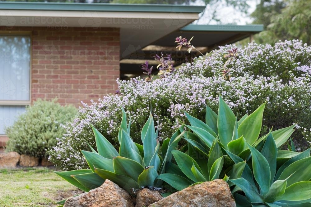 Image of Brick home with agave plants in garden - Austockphoto