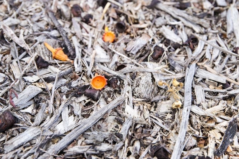 Image of Bright orange gum nut caps on mulch - Austockphoto
