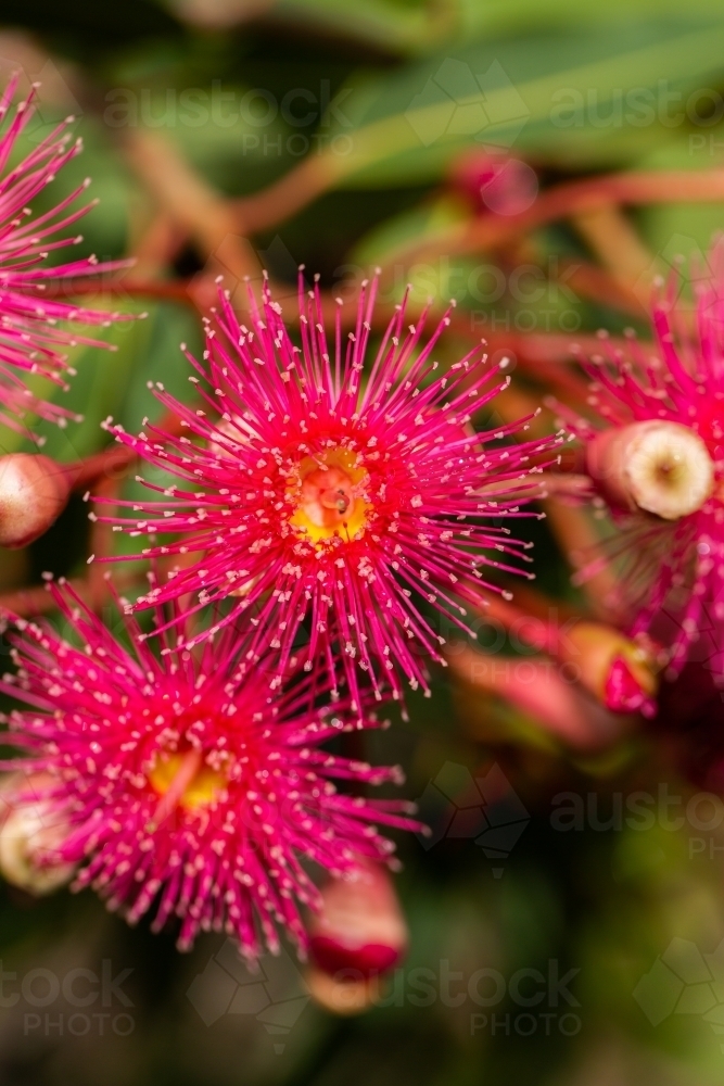 Image of Bright pink coloured gum blossom close up - Austockphoto