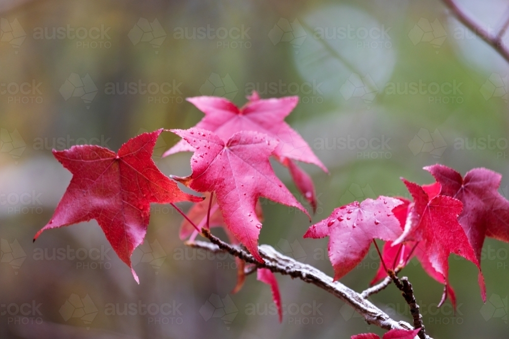 Image of bright red autumn leaves - Austockphoto