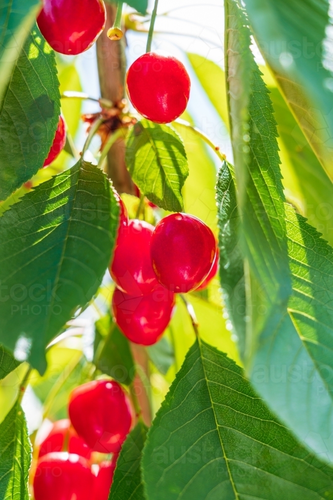 Image of Bright red cherries still hanging amongst the leaves on a tree ...