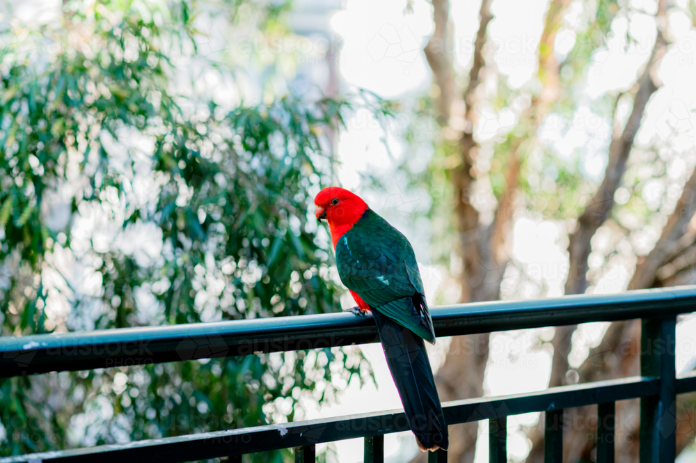Image of Brightly coloured australian king parrot sits on balcony ...