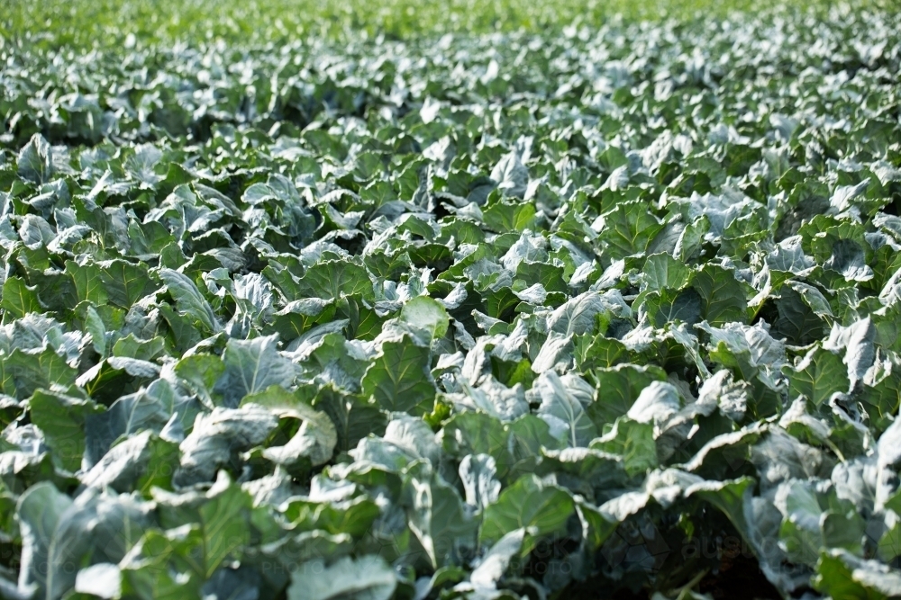 Image of broccoli crops on a farm - Austockphoto