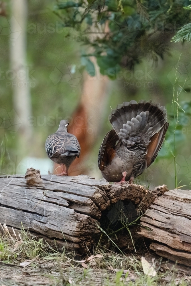 Image of Bronzewing Pigeon doing mating dance - Austockphoto