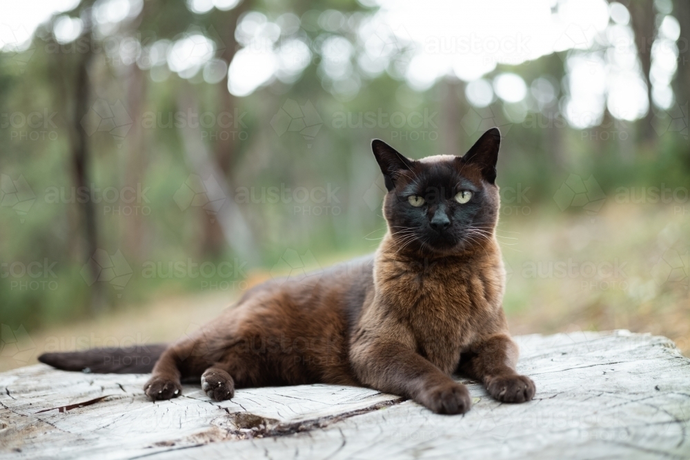 Burmese Tabbycat