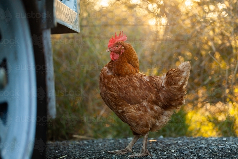 Image of Brown chook outside on country property near farm vehicle ...