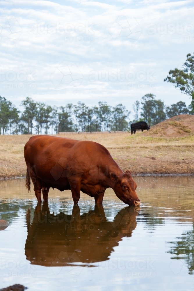 Image of Brown cow drinking from farm dam - Austockphoto