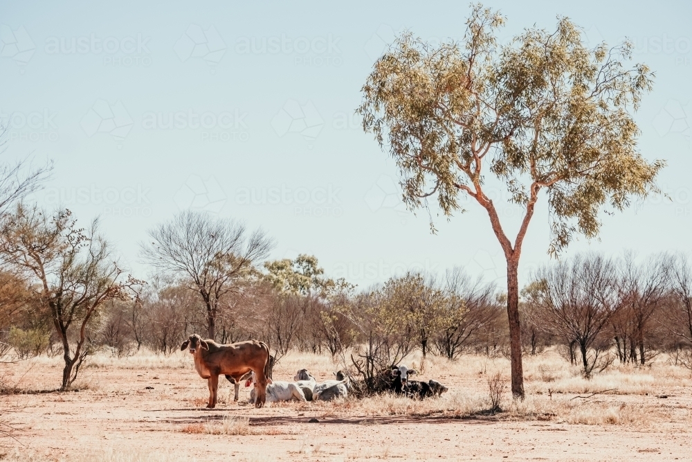 Image of Brown cow in a shrub land - Austockphoto