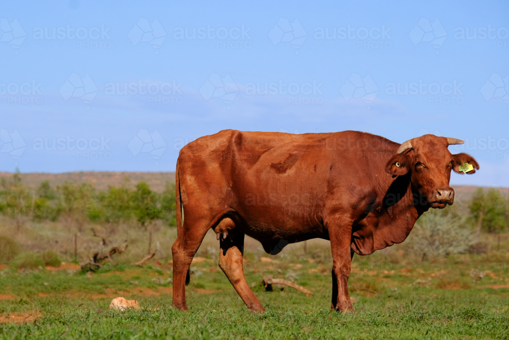 Image of Brown Cow on side profile in rural station background ...