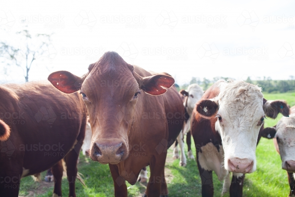 Image of Brown cows in a paddock - Austockphoto