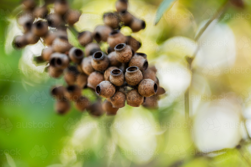 Image of Brown eucalyptus gum nuts growing on tree in bushland ...