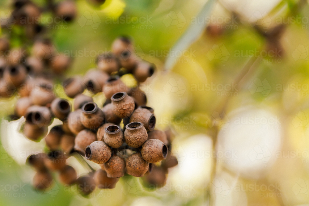 Image of Brown eucalyptus gum nuts growing on tree in bushland ...
