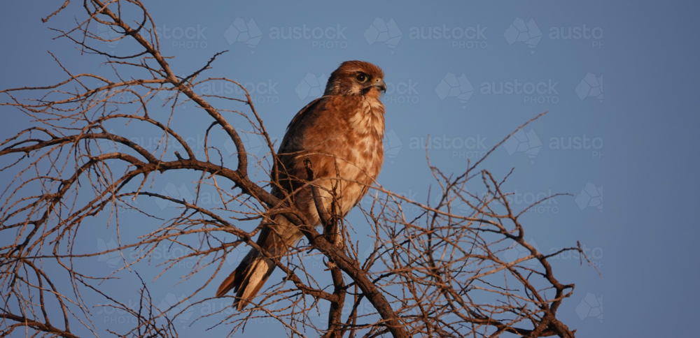 Image of Brown Falcon - Austockphoto
