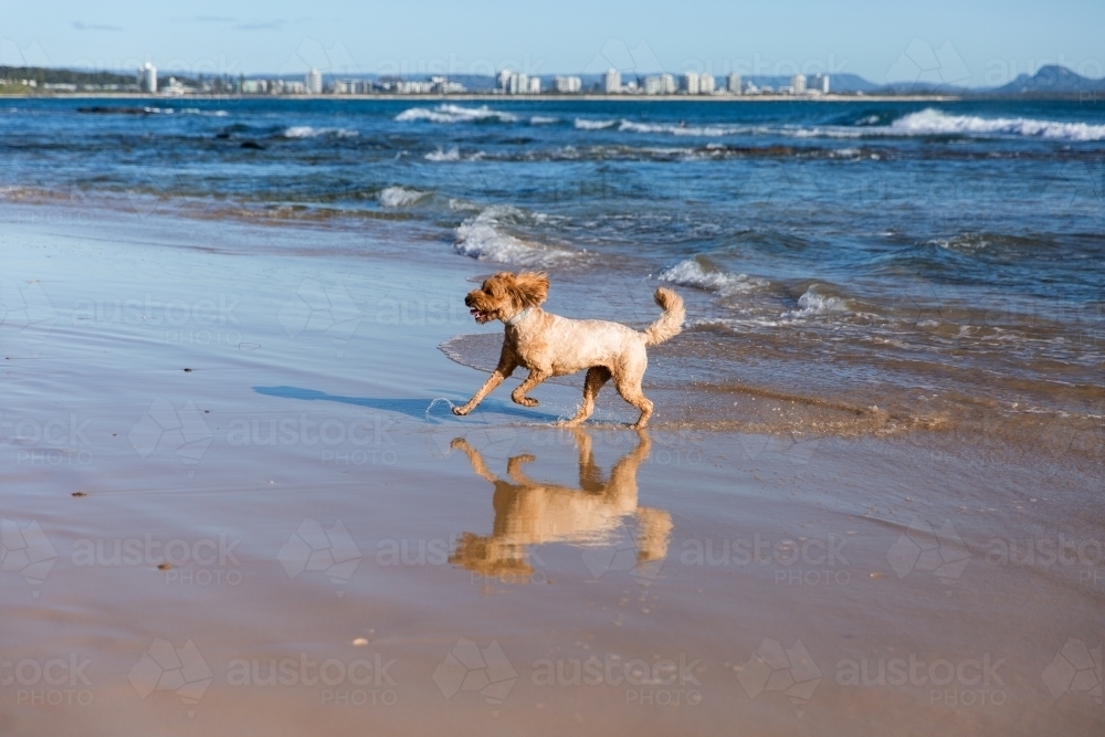 Image of brown labradoodle running on a beach - Austockphoto