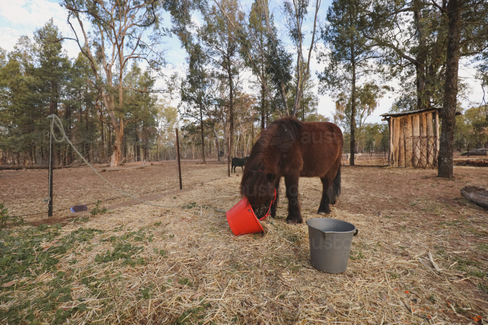 Image of Brown pony eating from red bucket on farm - Austockphoto