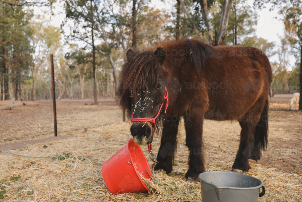 Image of Brown pony in red halter eating hay from bucket on farm ...