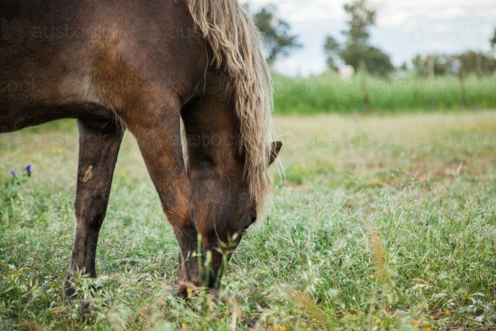 Image of Brown Shetland pony eating grass in a farm paddock - Austockphoto