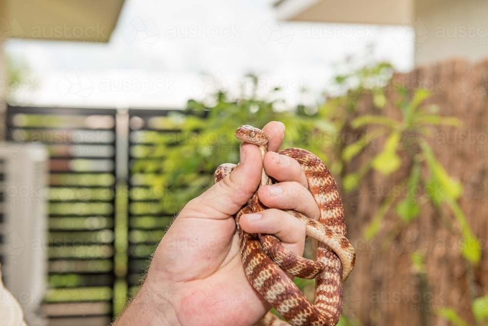 Image of Brown Tree Snake - Austockphoto